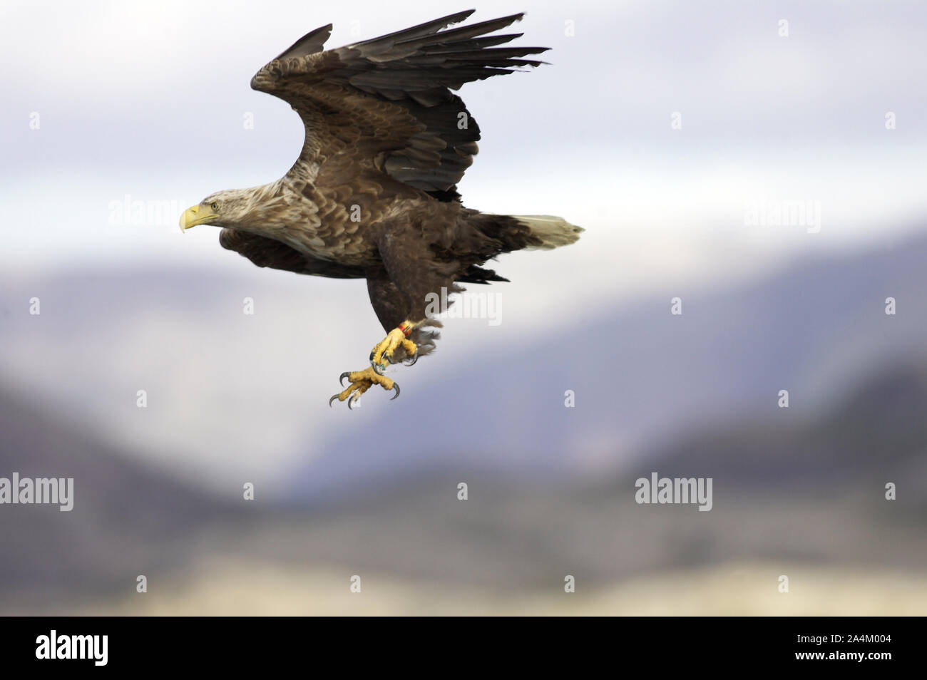 A sea eagle/white-tailed eagle - claw, clutches Stock Photo - Alamy