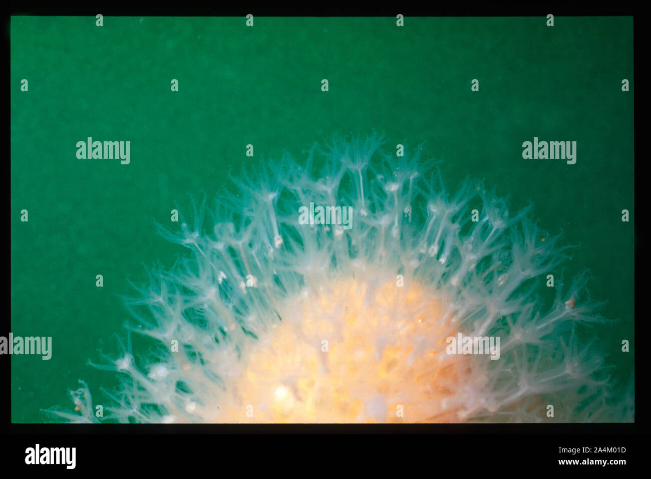 Tentacles of Dead man ´s fingers coral - Alcyonium digitatum - with ...