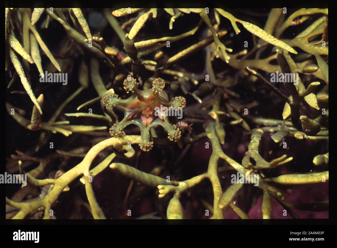 Stauromedusae hi-res stock photography and images - Alamy