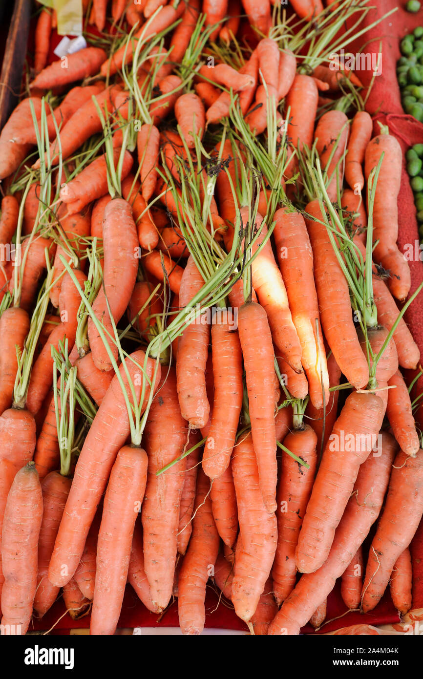 Carrot top grow hi-res stock photography and images - Alamy