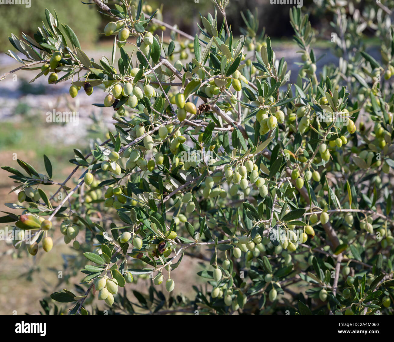 Young olives growing on a olive tree. Stock Image Stock Photo - Alamy