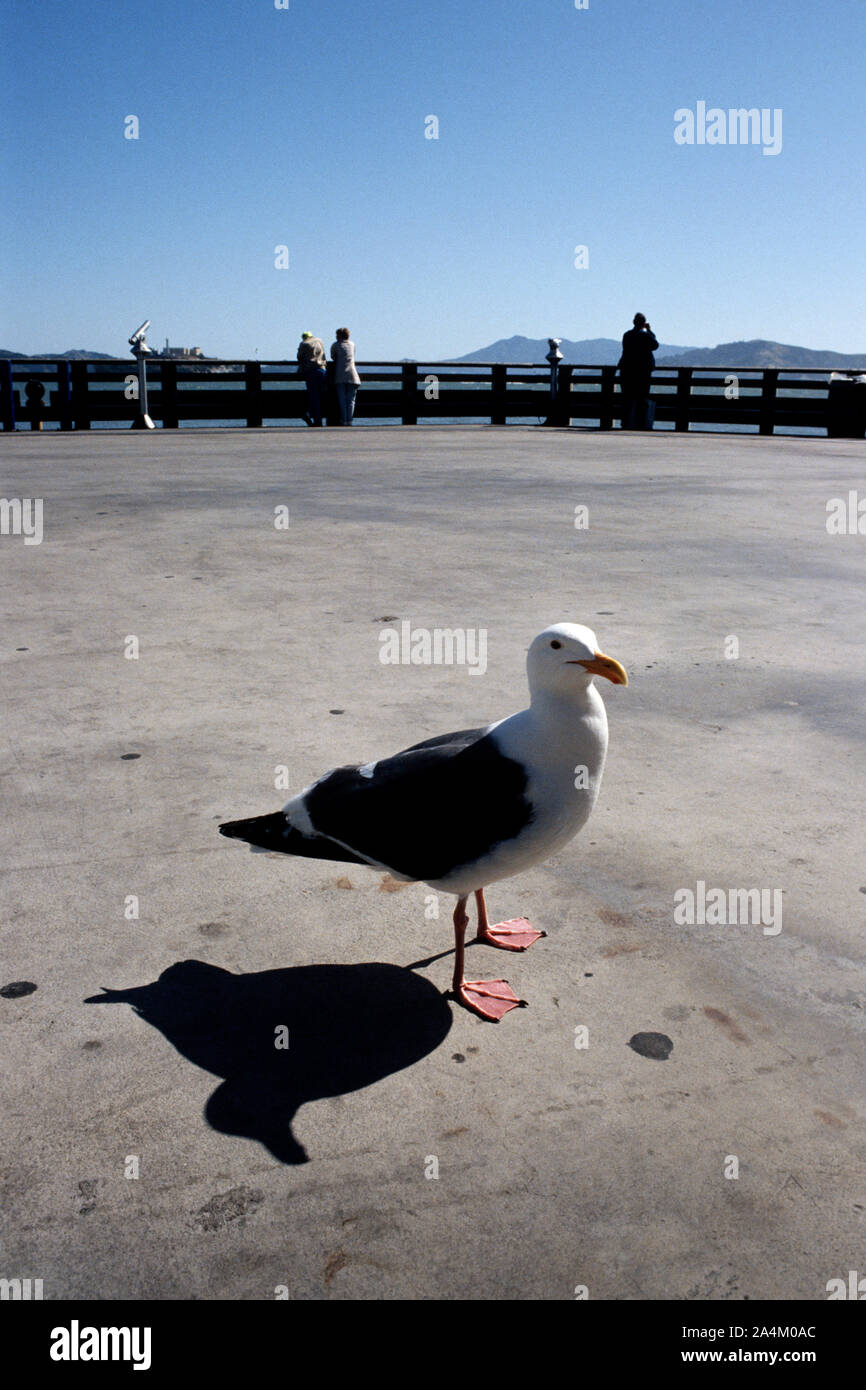 Seagull shadows hi-res stock photography and images - Alamy