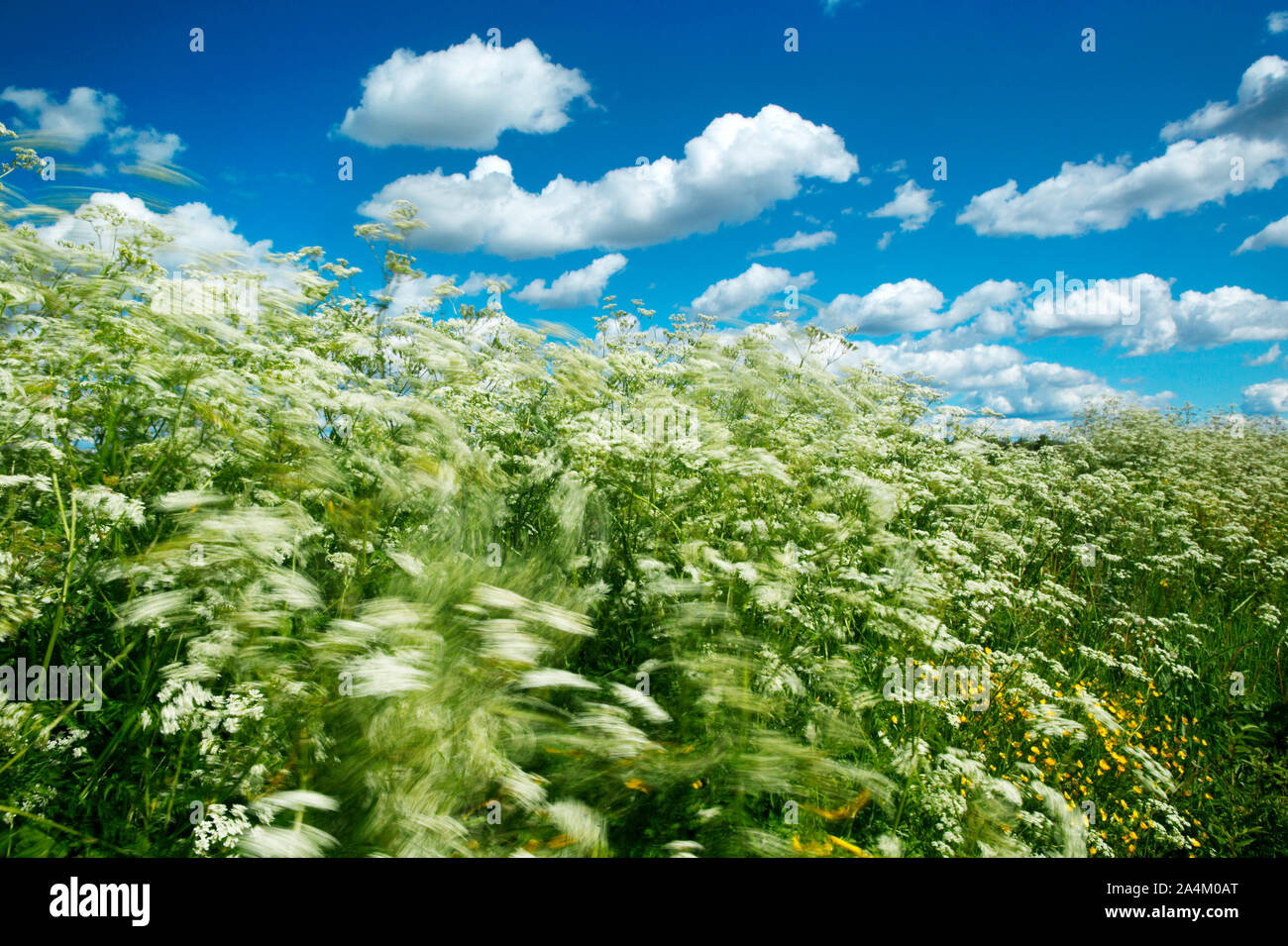 Windy wild weather hi-res stock photography and images - Alamy