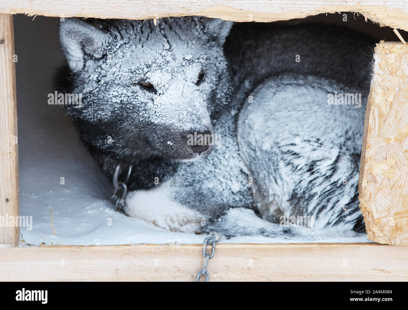 Alaska husky - polar dog Stock Photo - Alamy