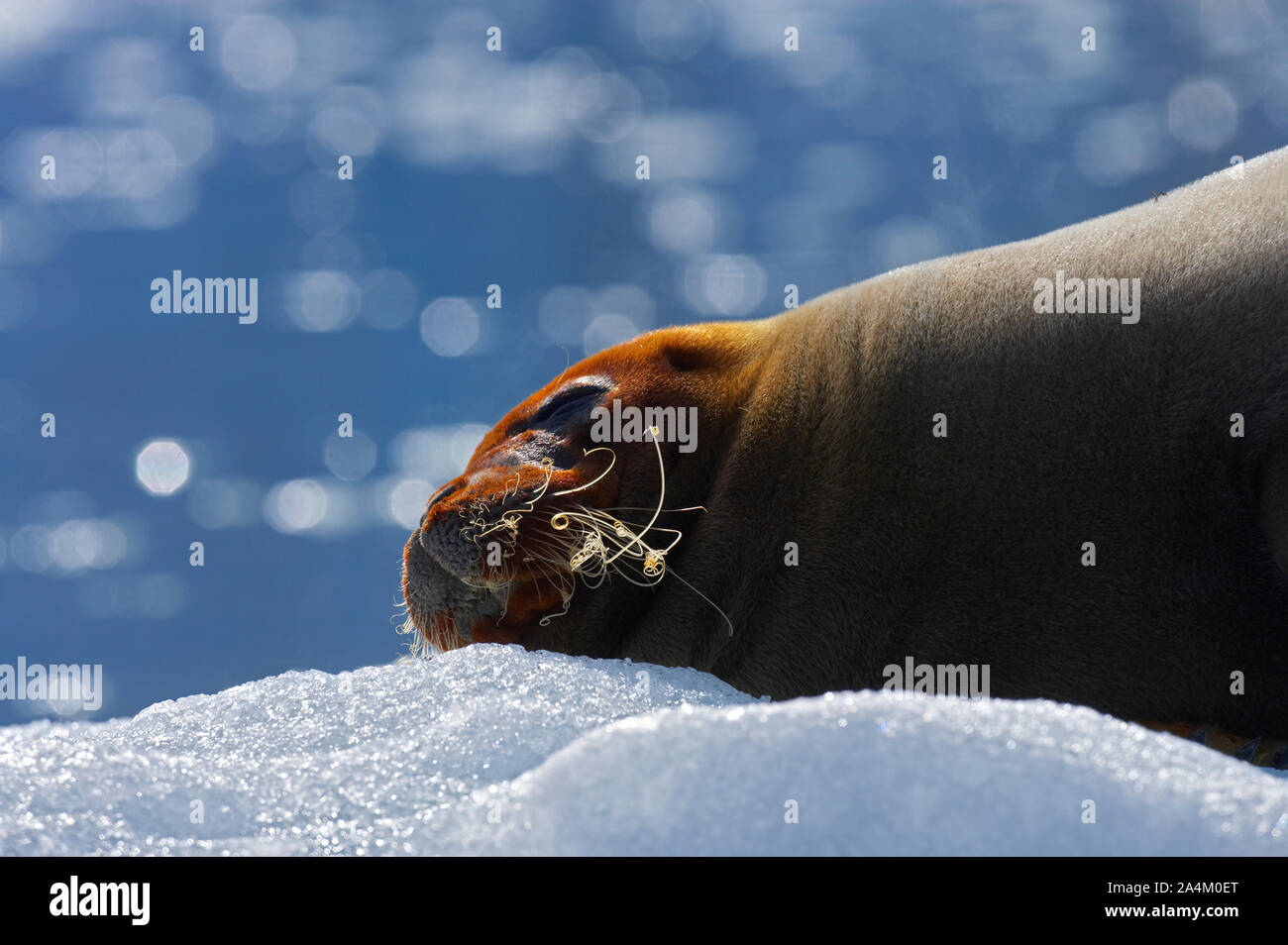 Ice 1 hi-res stock photography and images - Alamy