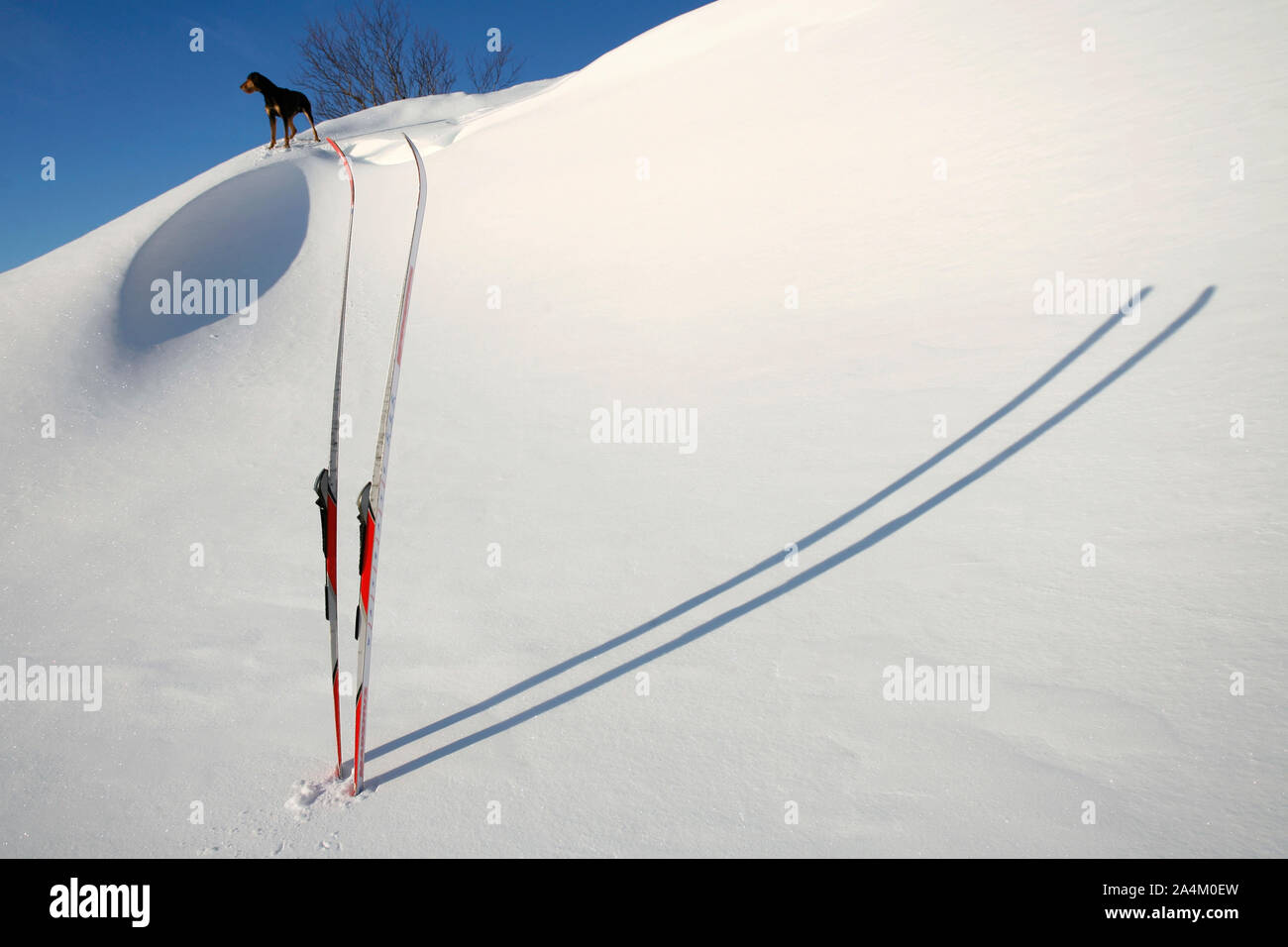 Skis and dog in snow Stock Photo - Alamy