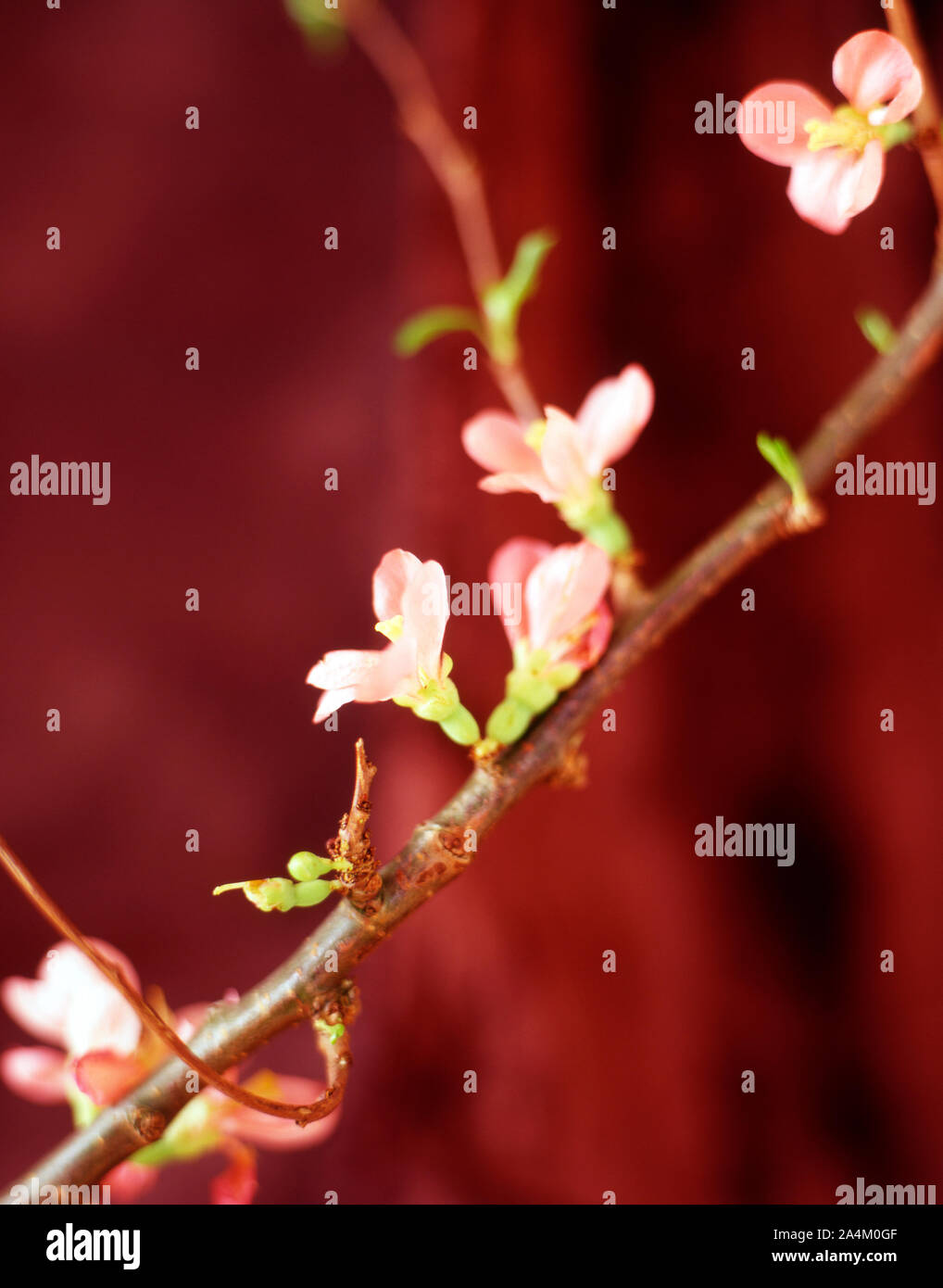Fruit tree - flowers Stock Photo - Alamy