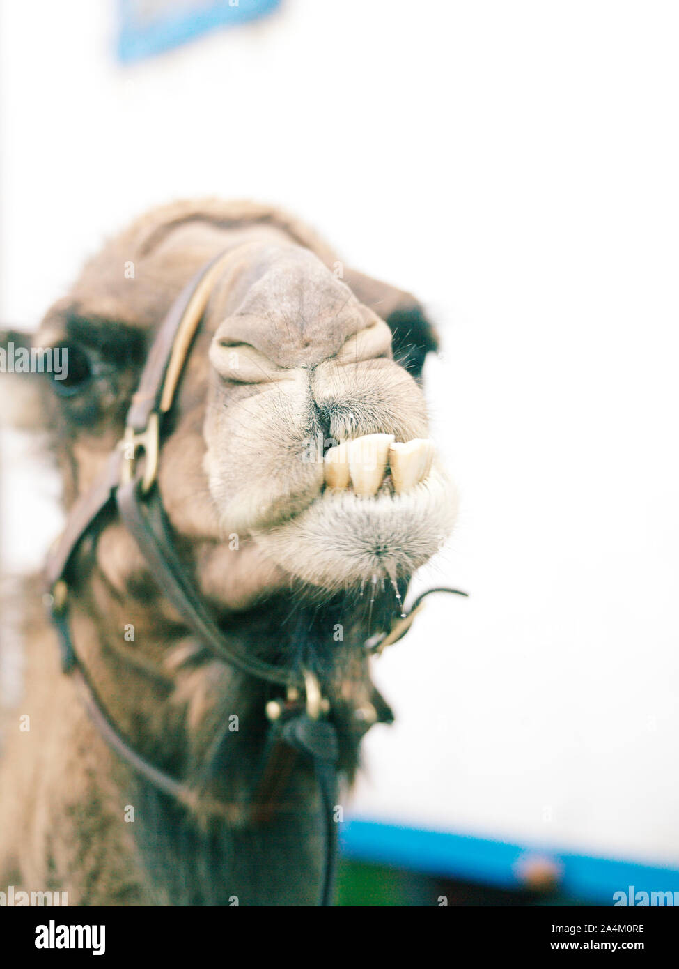 Teeth of animals hi-res stock photography and images - Alamy