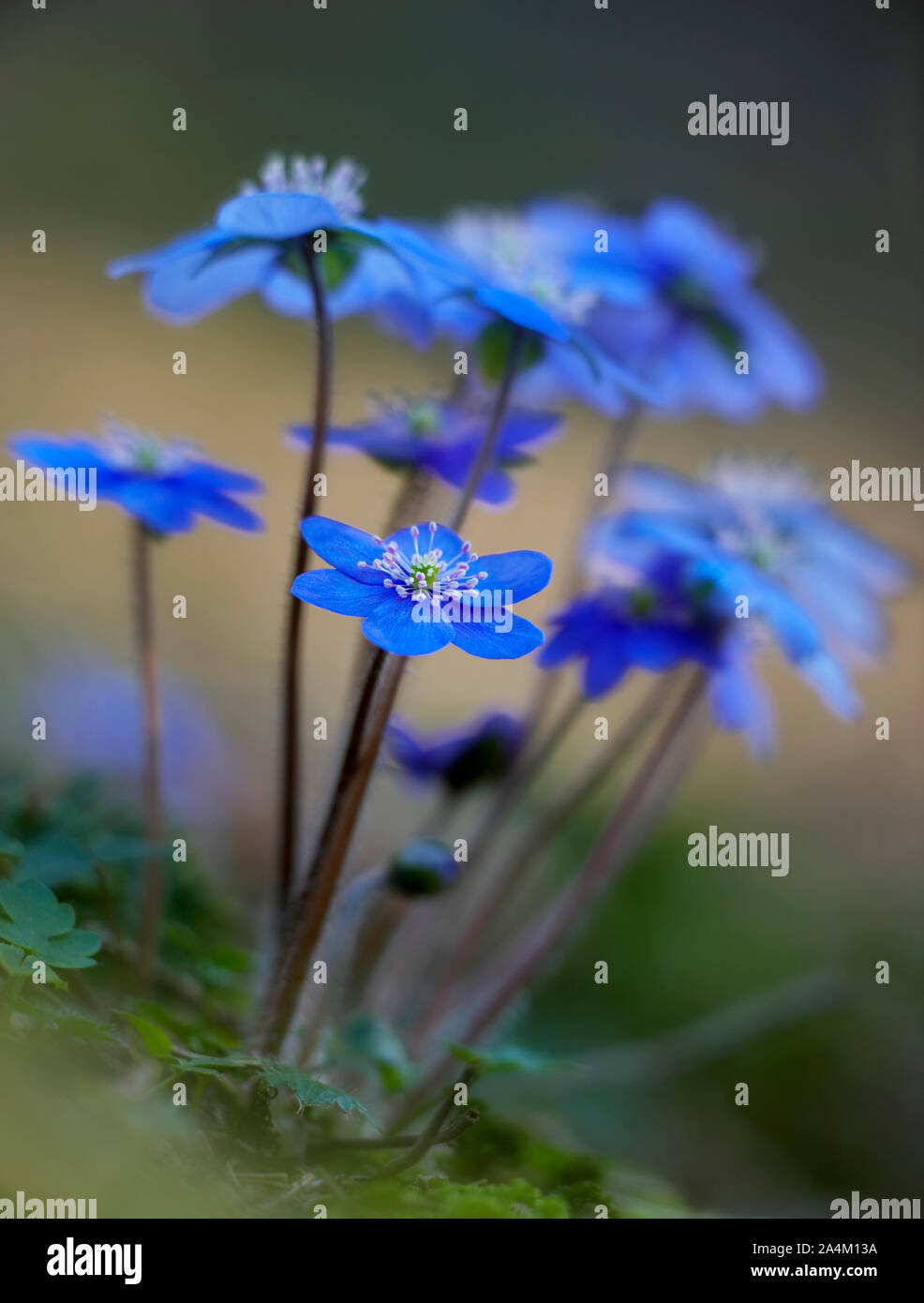 Blue anemones hi-res stock photography and images - Alamy