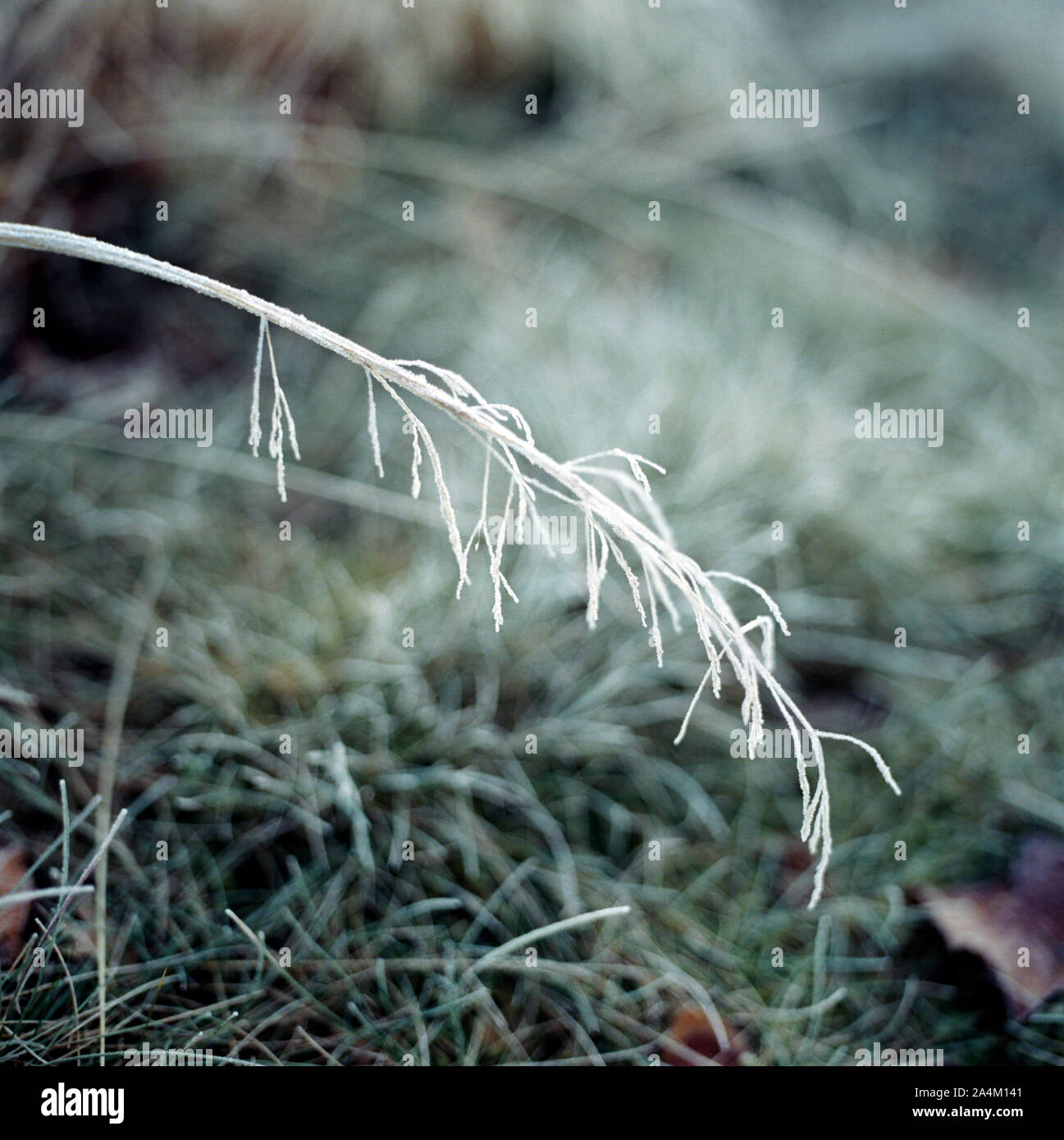 Bending forests hi-res stock photography and images - Alamy