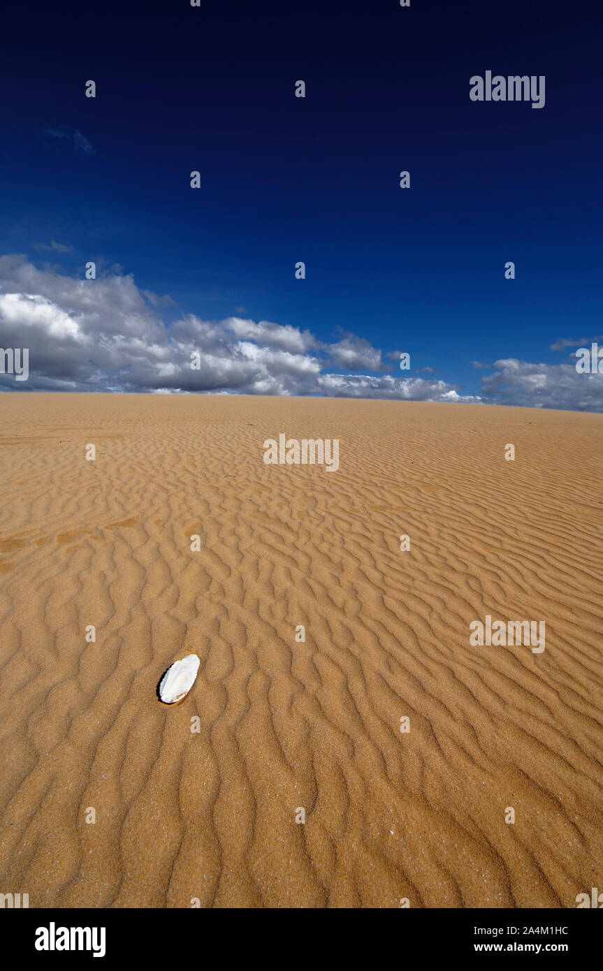 Seashell on sand in Exmouth, Western Australia Stock Photo - Alamy