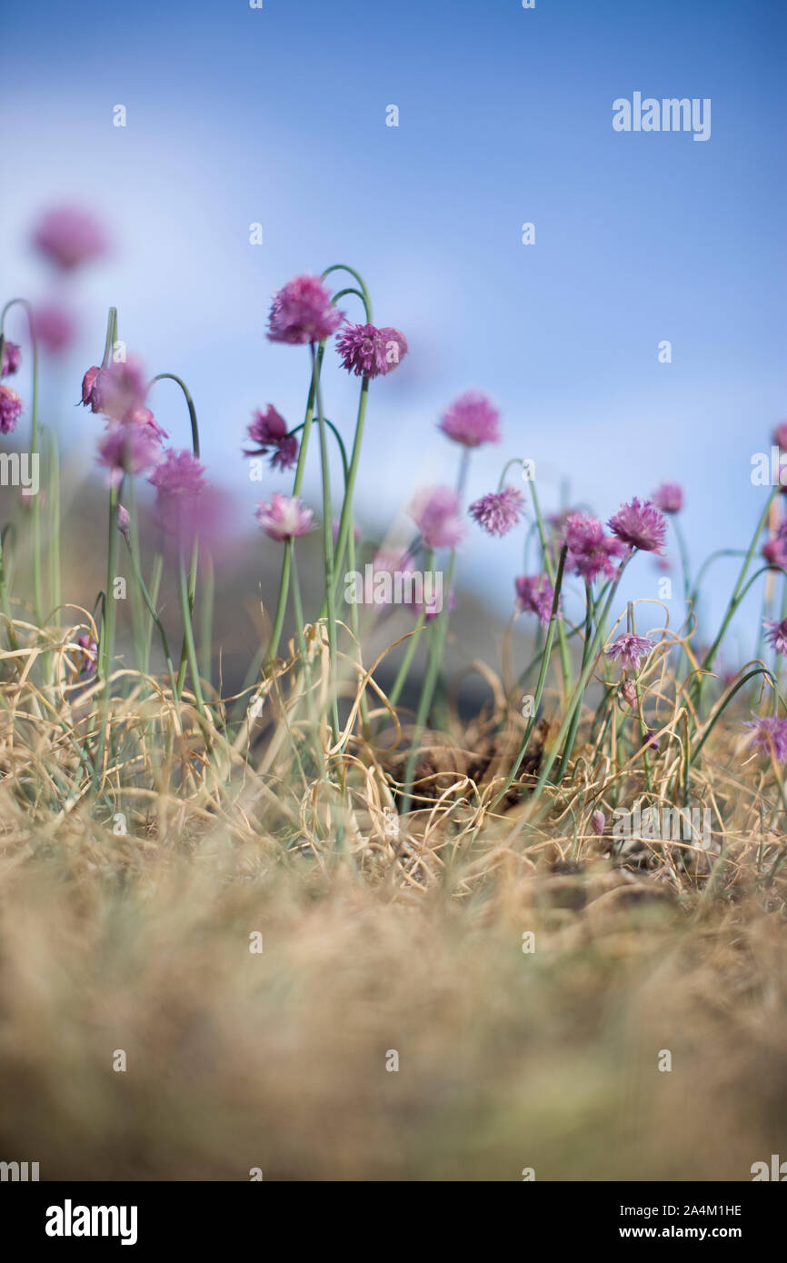 Many clover hi-res stock photography and images - Alamy