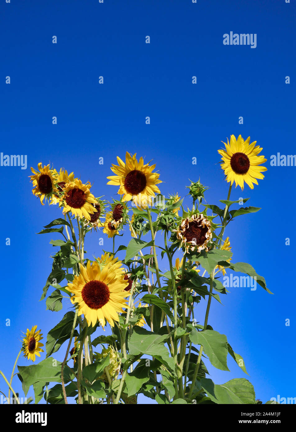 Bright yellow sunflowers stamen hi-res stock photography and images - Alamy