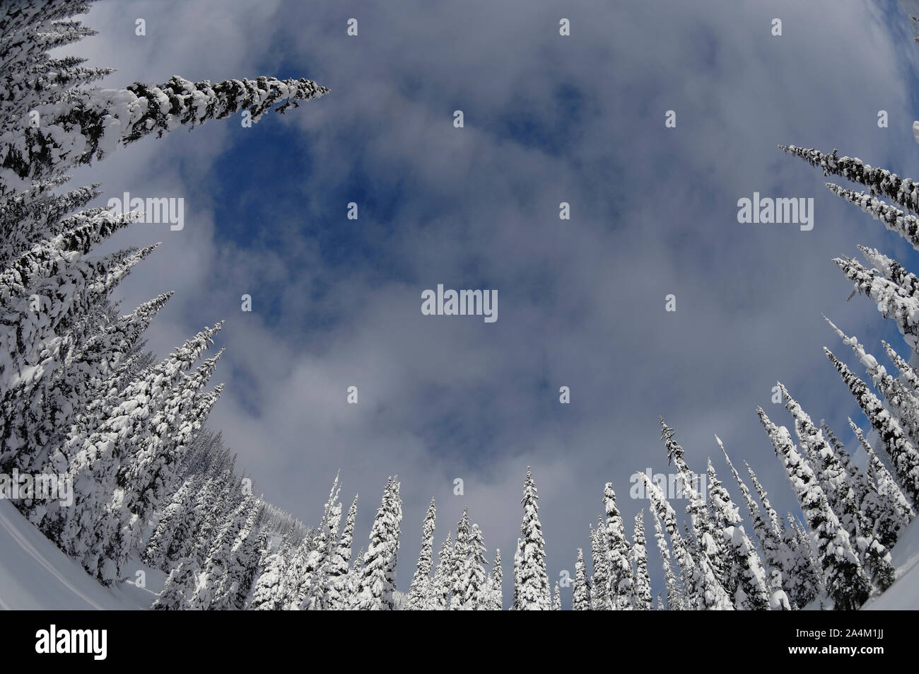 Bc forests bc trees hi-res stock photography and images - Alamy