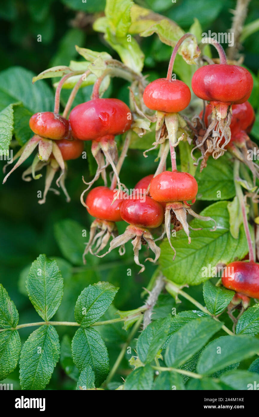 Briar bushes hi-res stock photography and images - Alamy