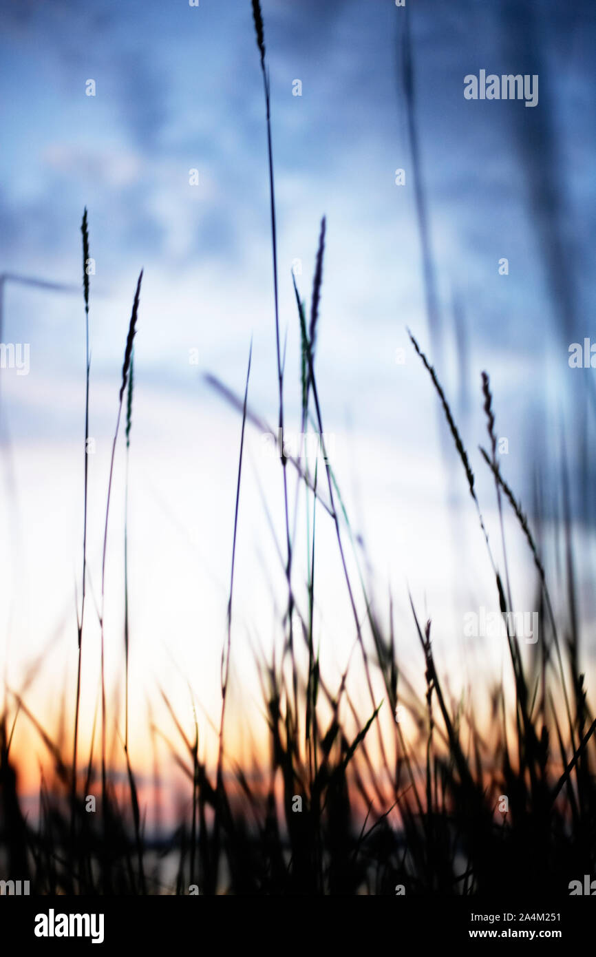 Reeds grass plants hi-res stock photography and images - Alamy