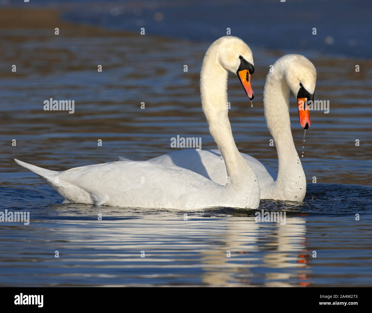 Swans symbols hi-res stock photography and images - Alamy