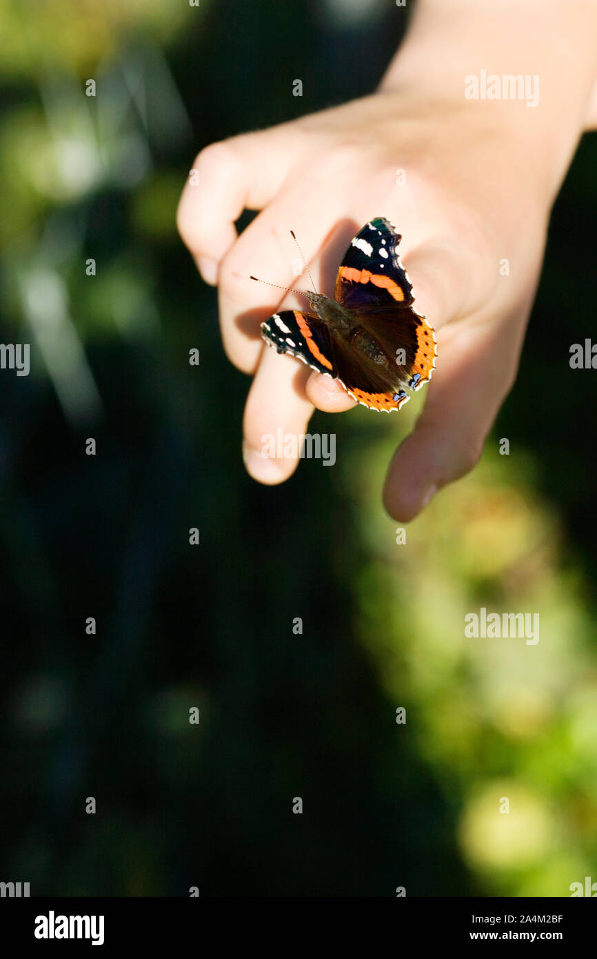 Butterfly on a hand Stock Photo - Alamy