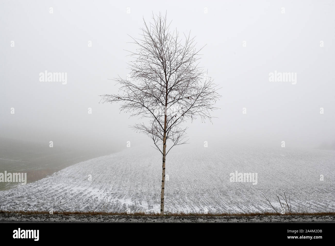 A single tree Stock Photo - Alamy