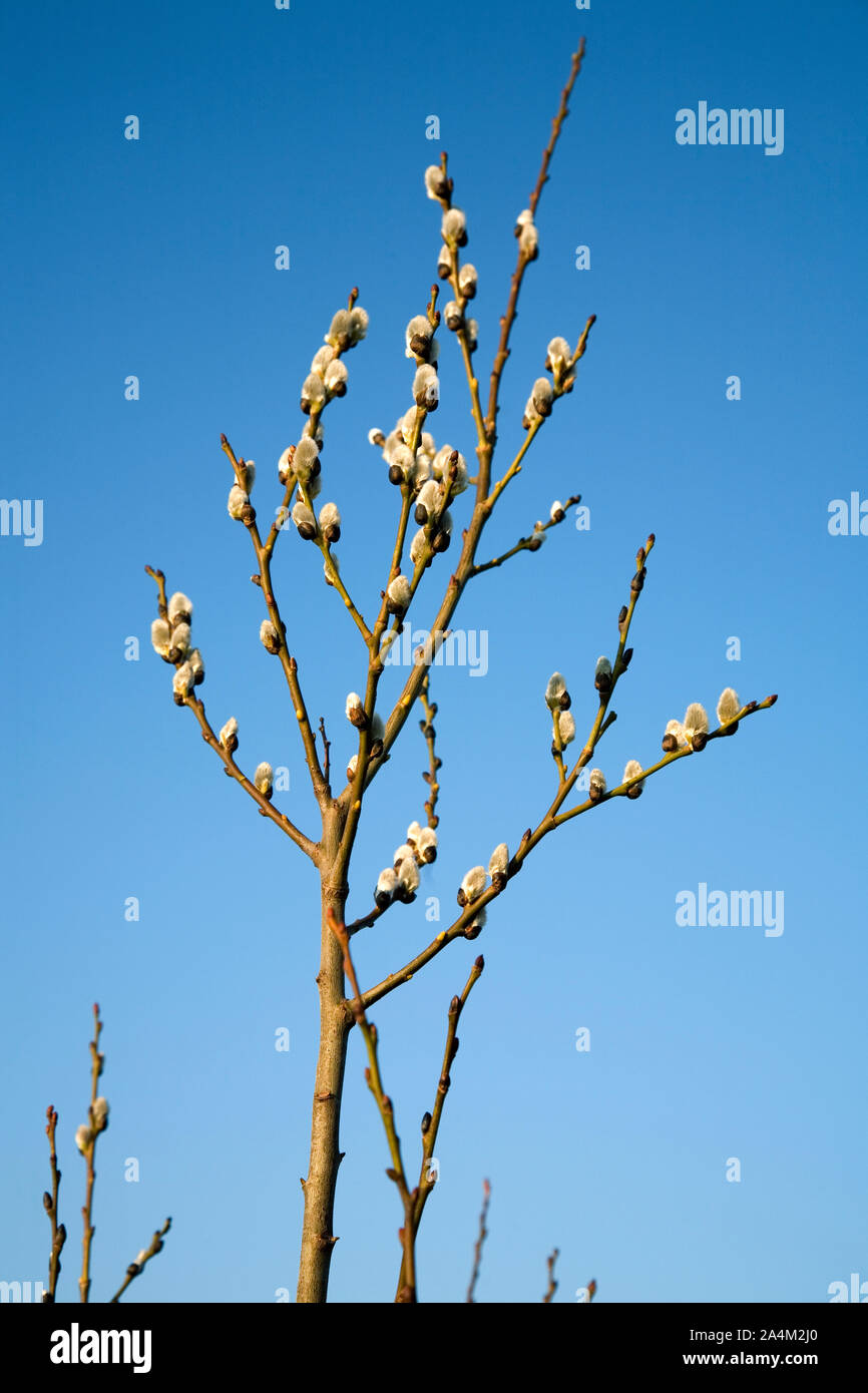 Sallow tree hi-res stock photography and images - Alamy