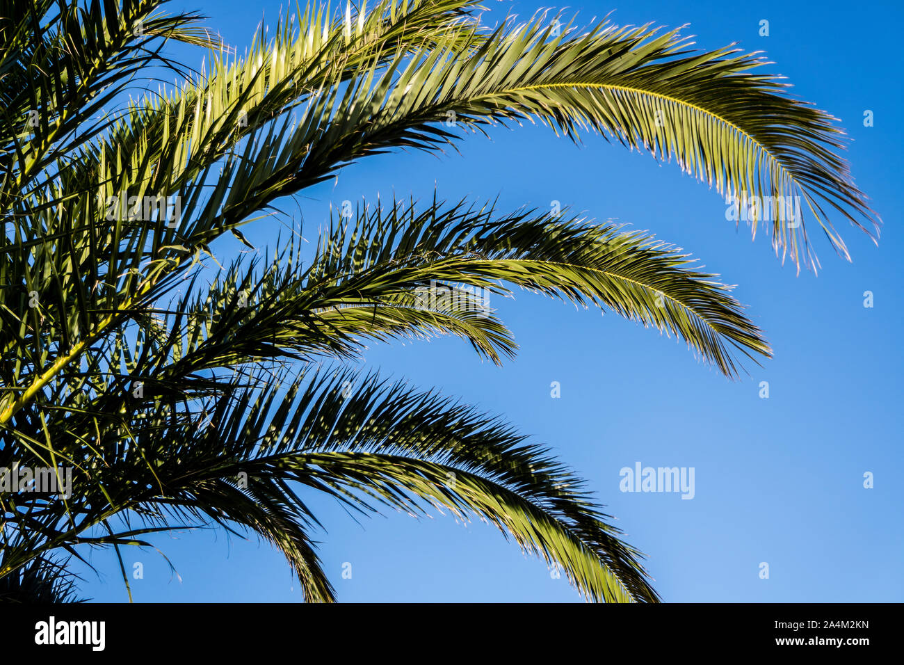 mediterranean Palm plant Stock Photo - Alamy
