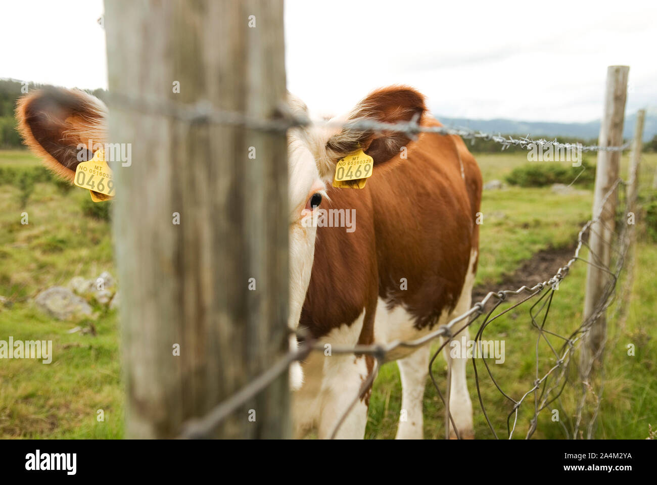 Cow behind a fence Stock Photo - Alamy