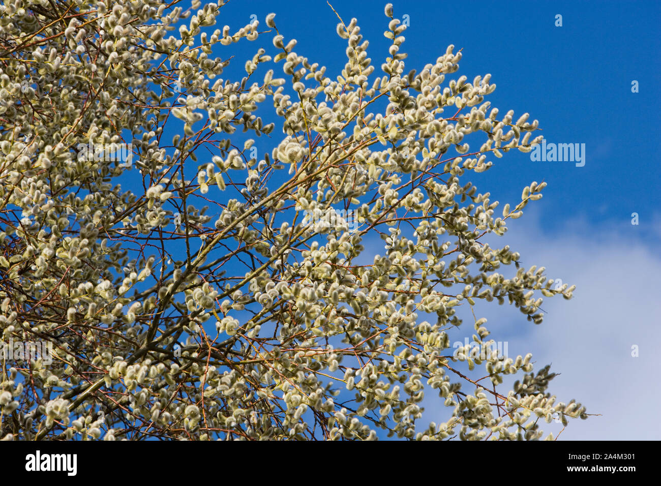 Sallow tree hi-res stock photography and images - Alamy
