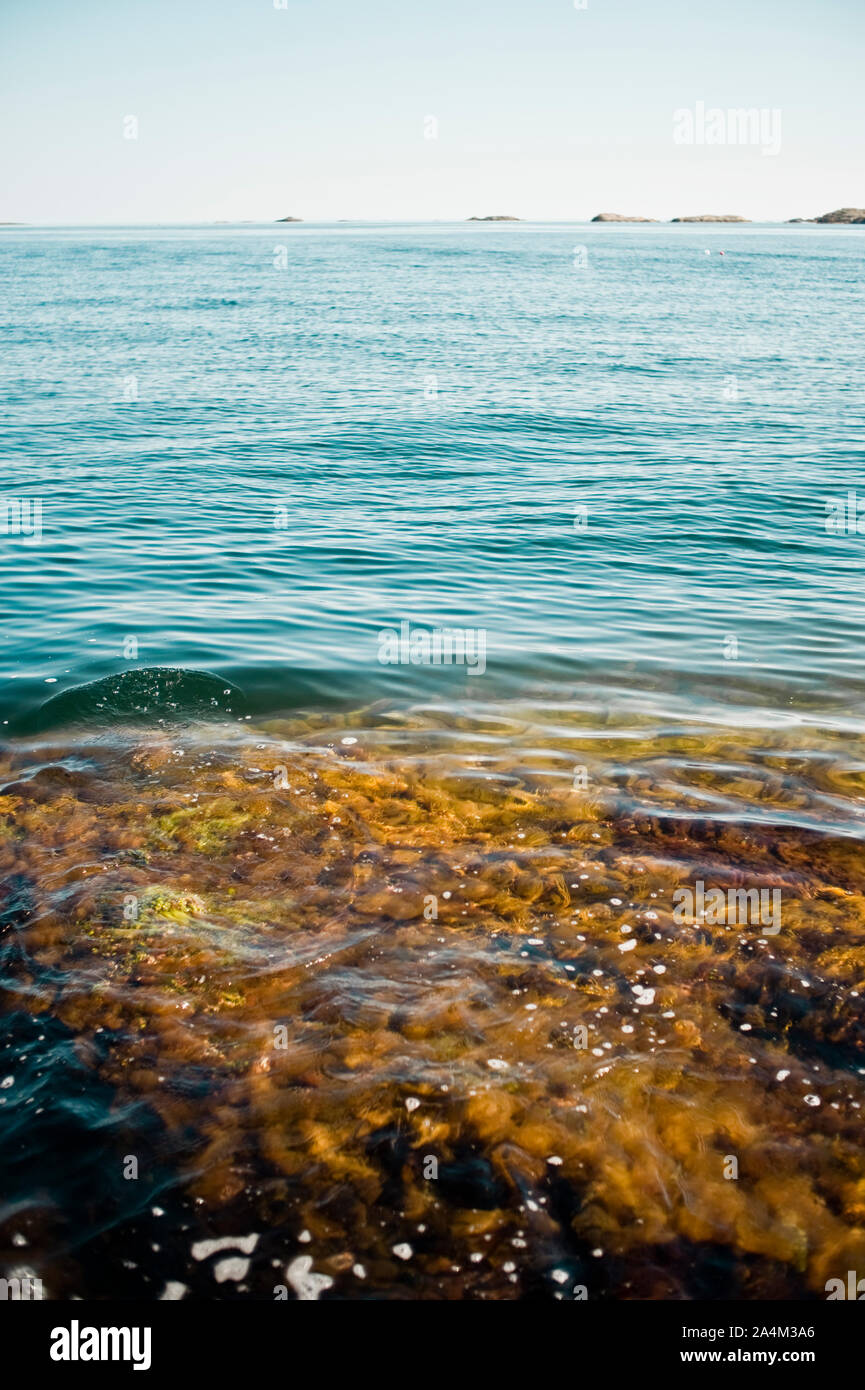 rocks and seagrass at the water's edge Stock Photo - Alamy