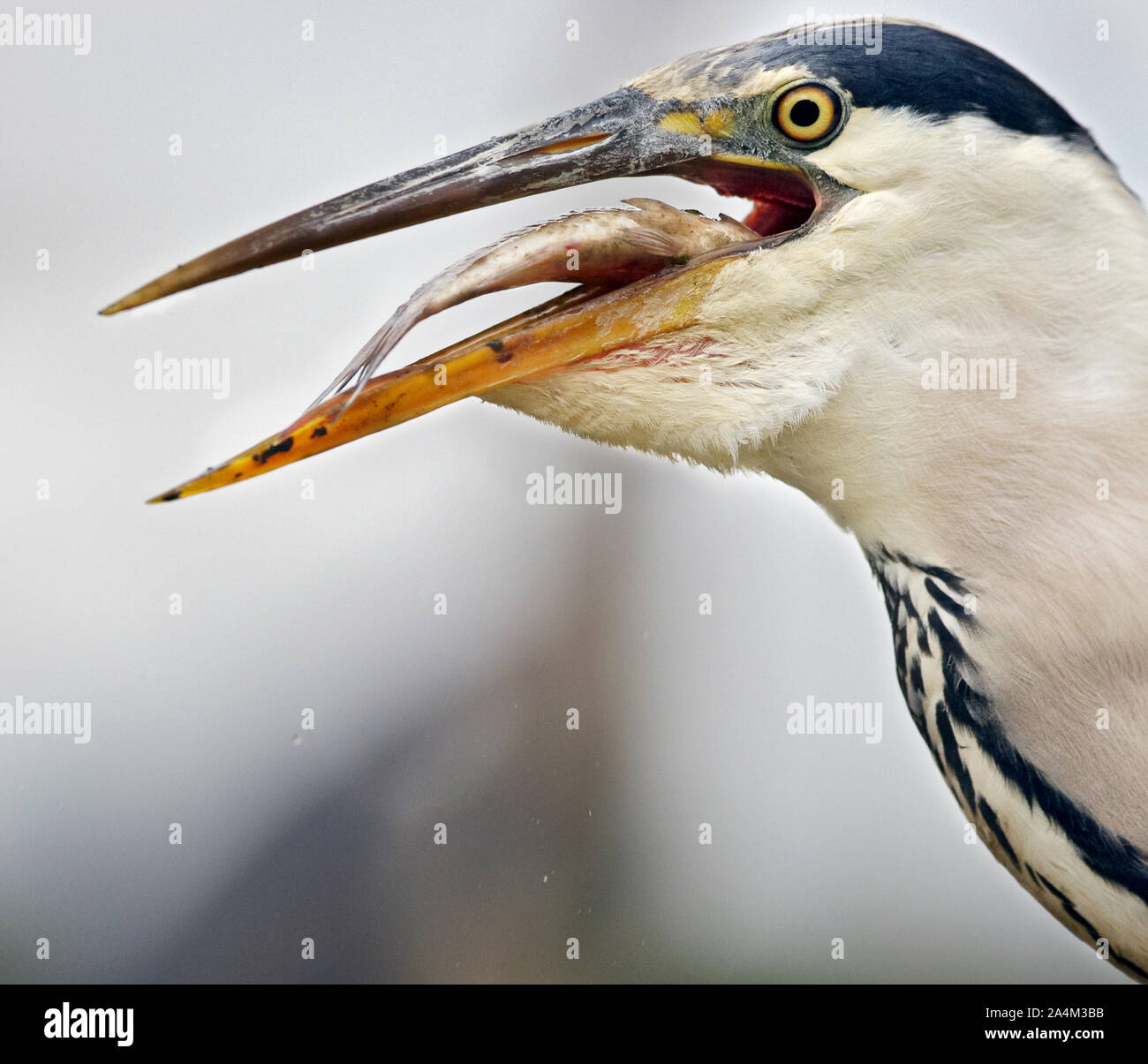 Fish eating birds hi-res stock photography and images - Alamy
