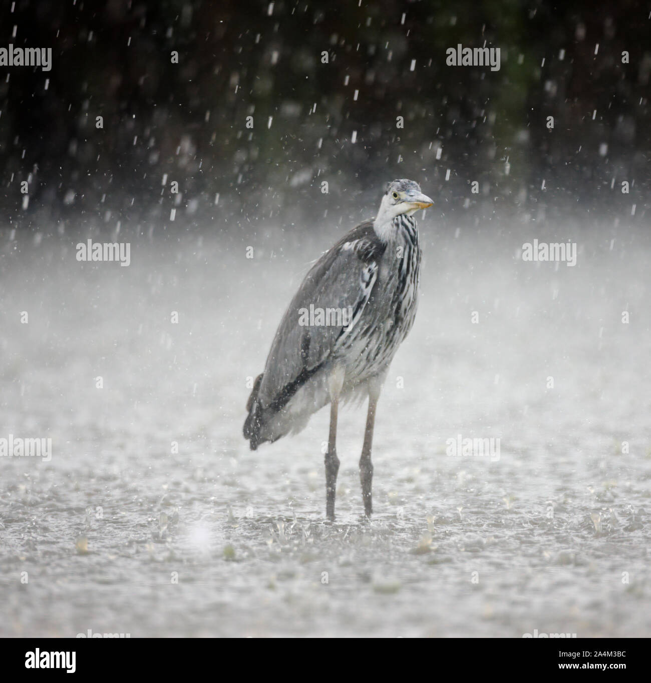 Ardeidae / heron Stock Photo - Alamy
