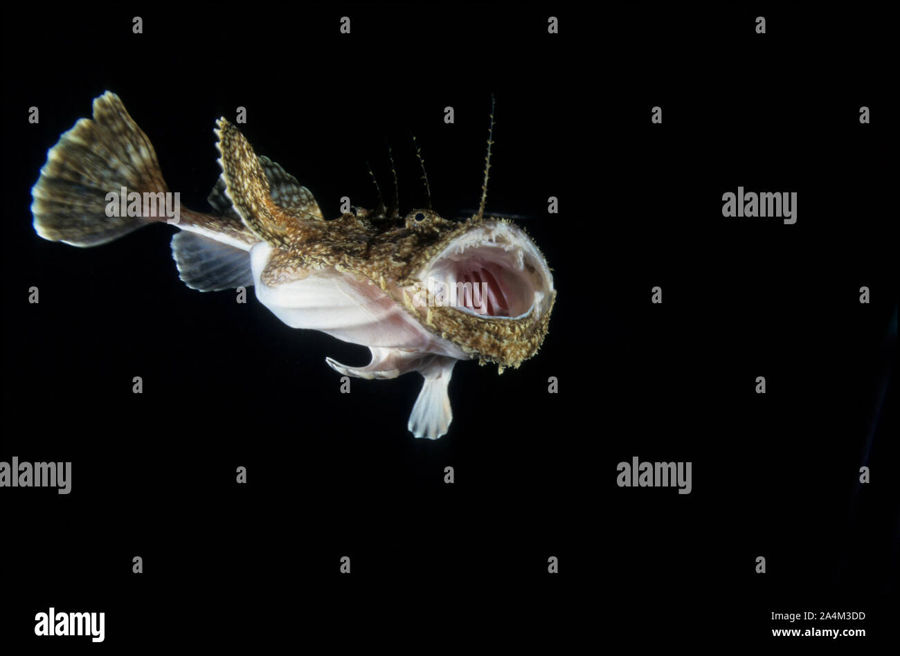 Goosefish hi-res stock photography and images - Alamy