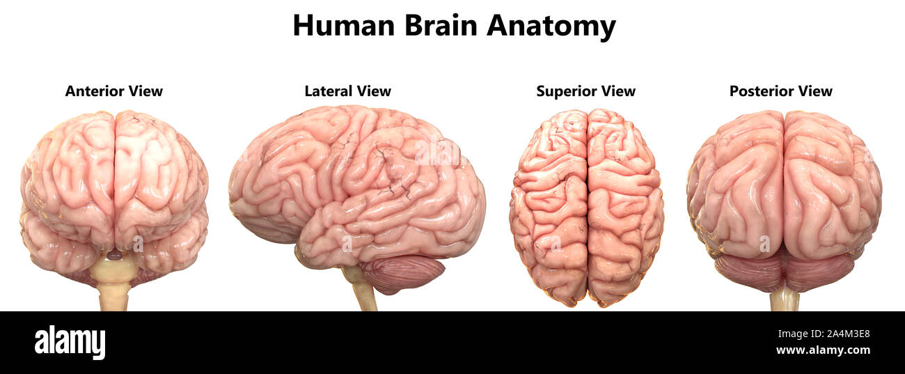 Posterior Anterior Brain