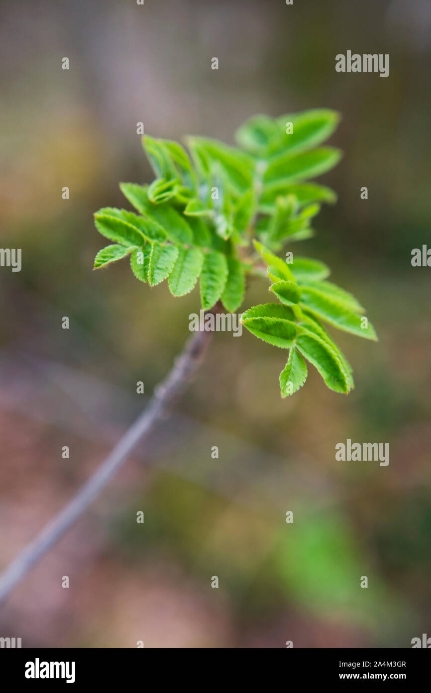 Spring forms hi-res stock photography and images - Alamy