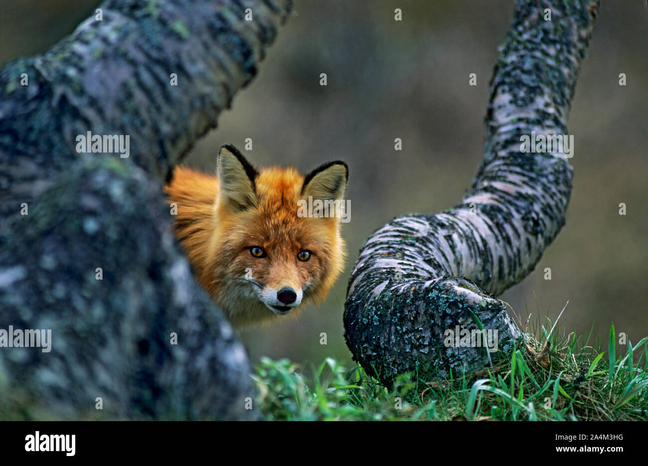 Red fox (Vulpes vulpes). Vauldalen, Røros, Sør-Trøndelag Stock Photo ...