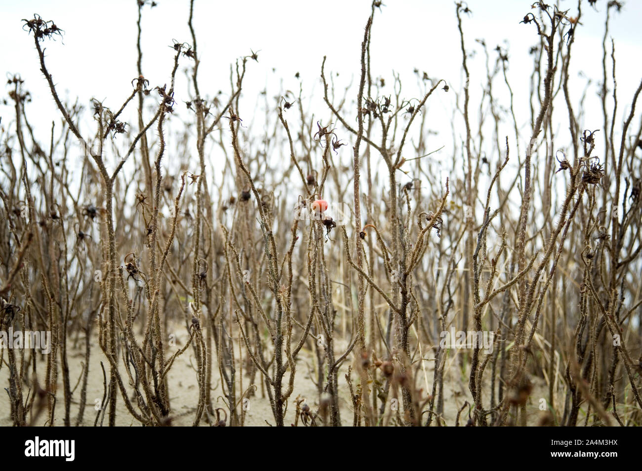 Sand and bushes hi-res stock photography and images - Alamy