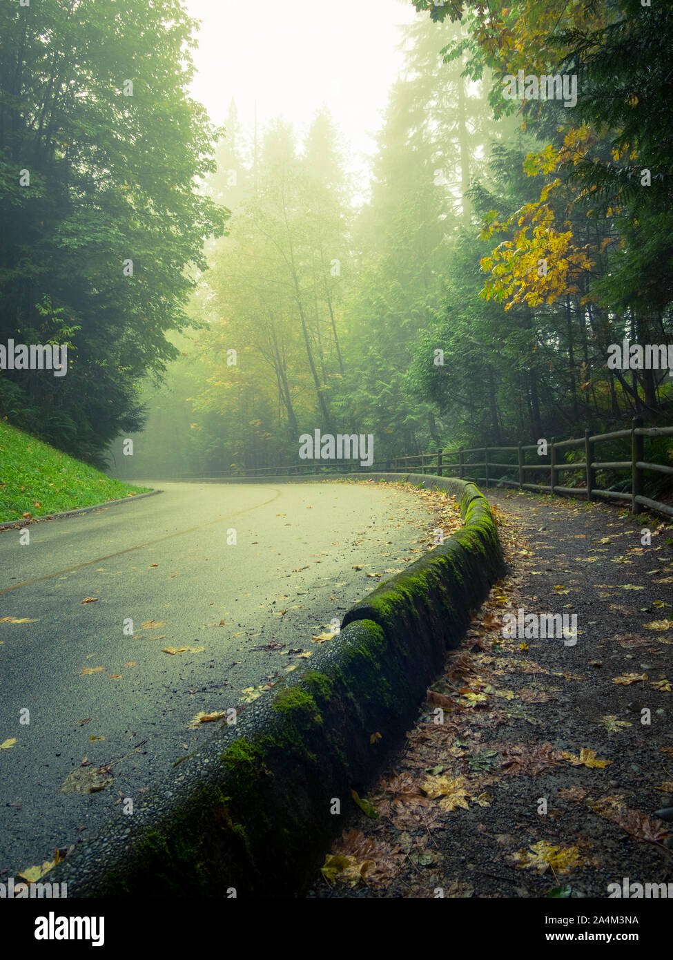 Foggy forest hi-res stock photography and images - Alamy