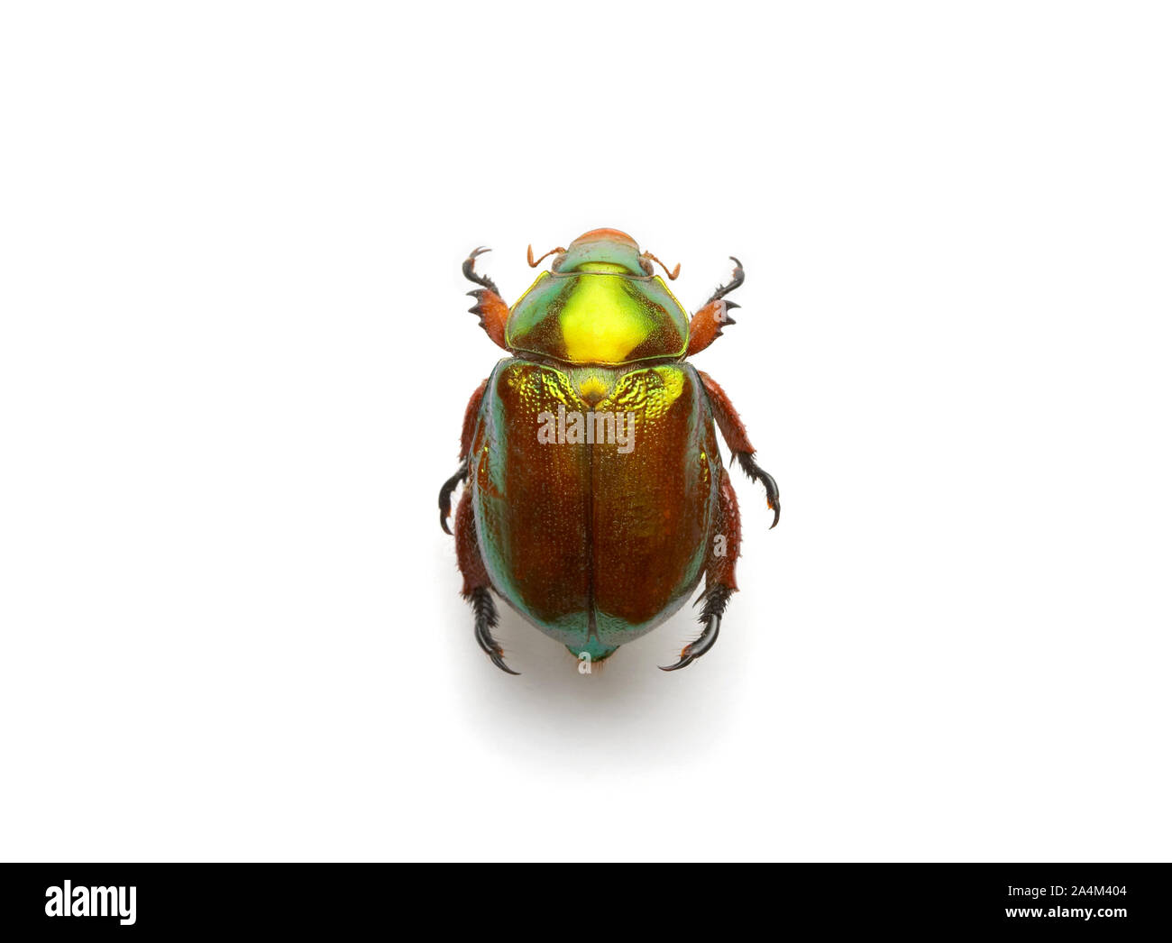 White beetles hi-res stock photography and images - Alamy
