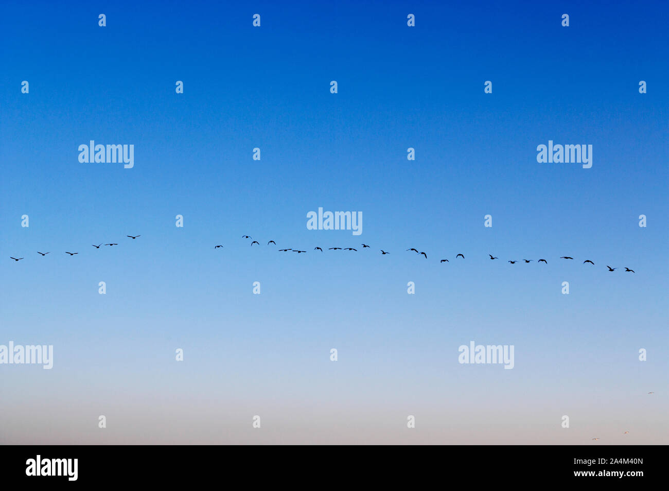 Flying birds form hi-res stock photography and images - Alamy