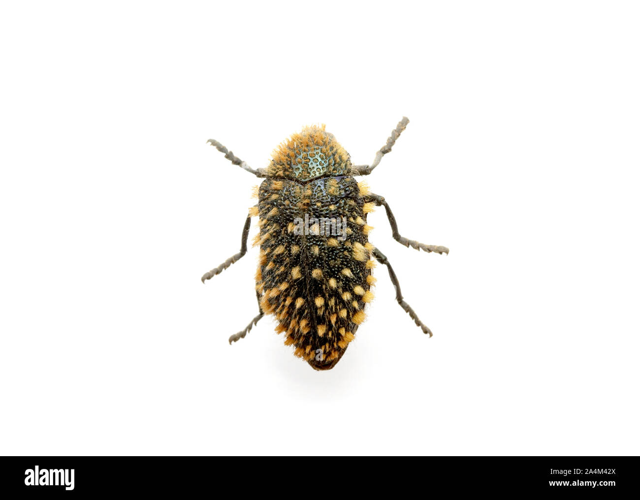 White beetles hi-res stock photography and images - Alamy