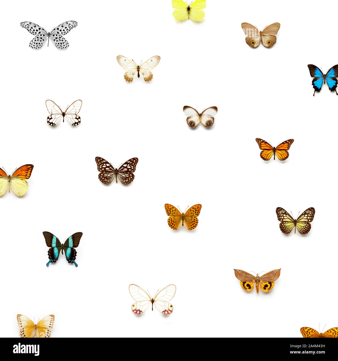 Many butterflies hi-res stock photography and images - Alamy