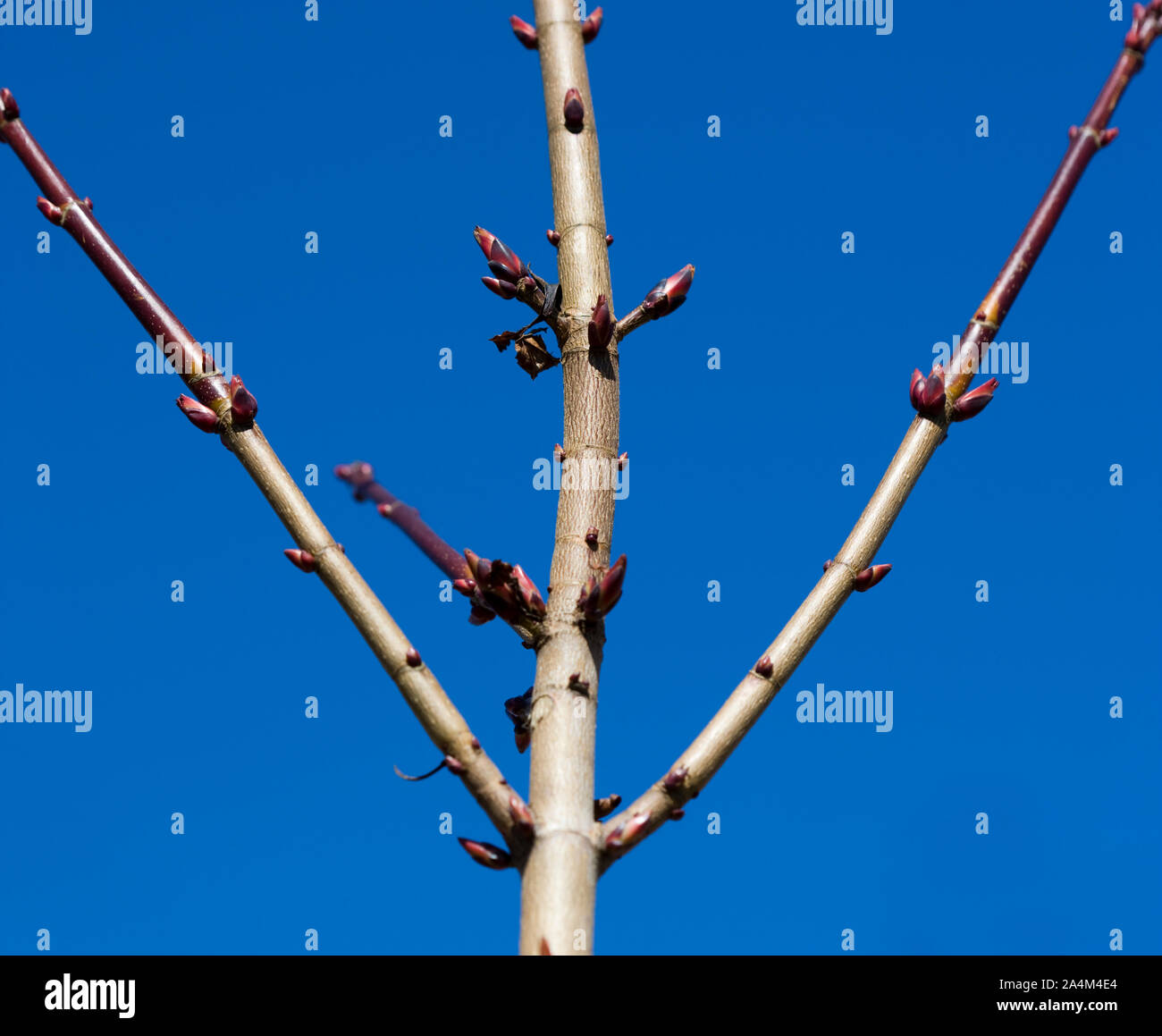 Spring forms hi-res stock photography and images - Alamy