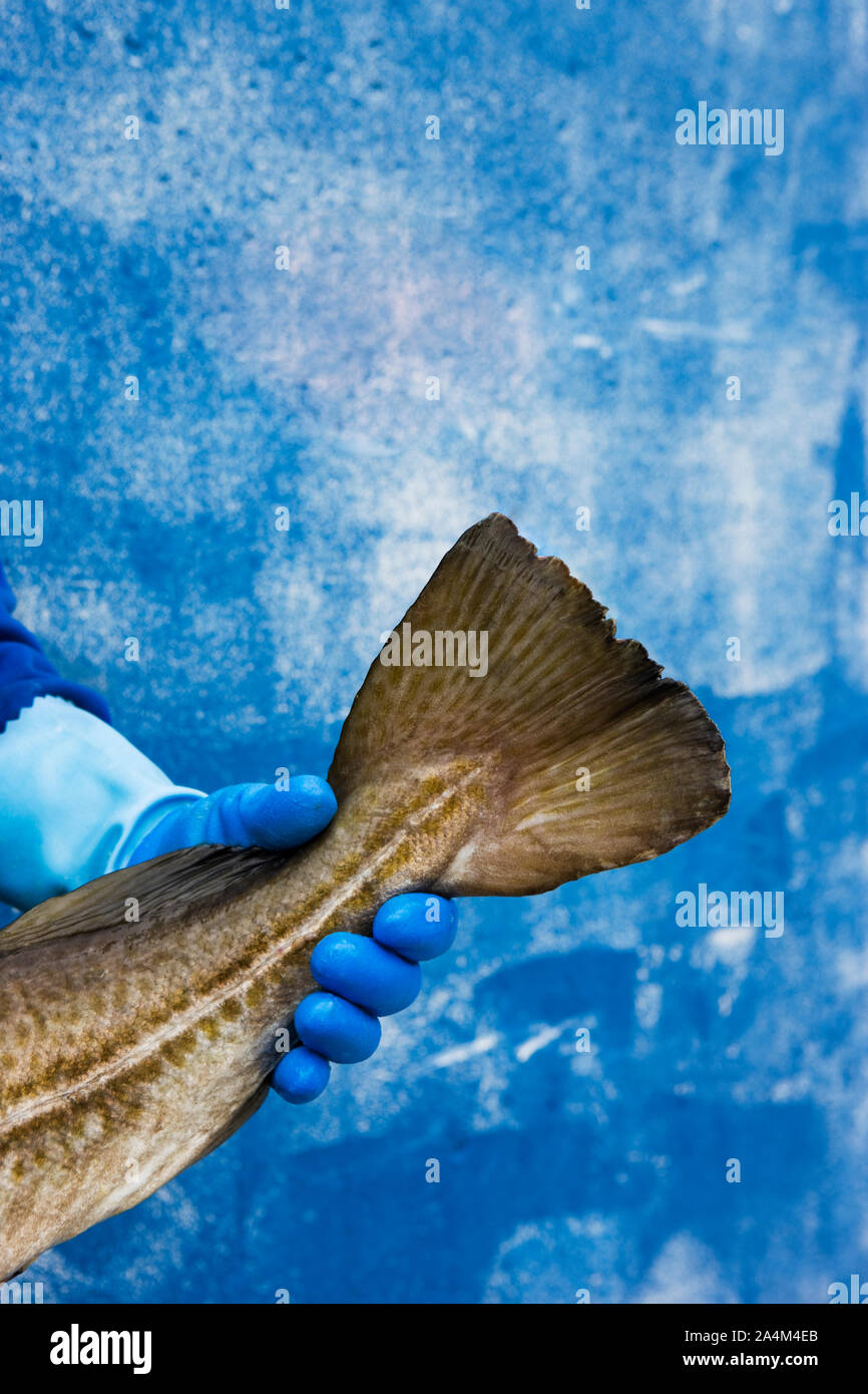 Detailed colour hi-res stock photography and images - Alamy