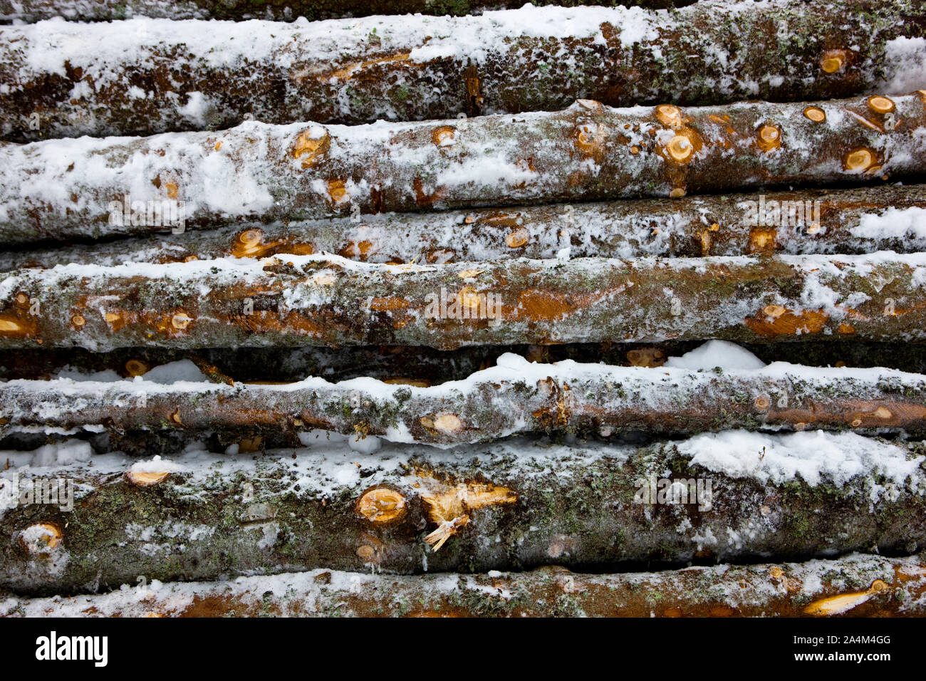 Timber - logs Stock Photo - Alamy