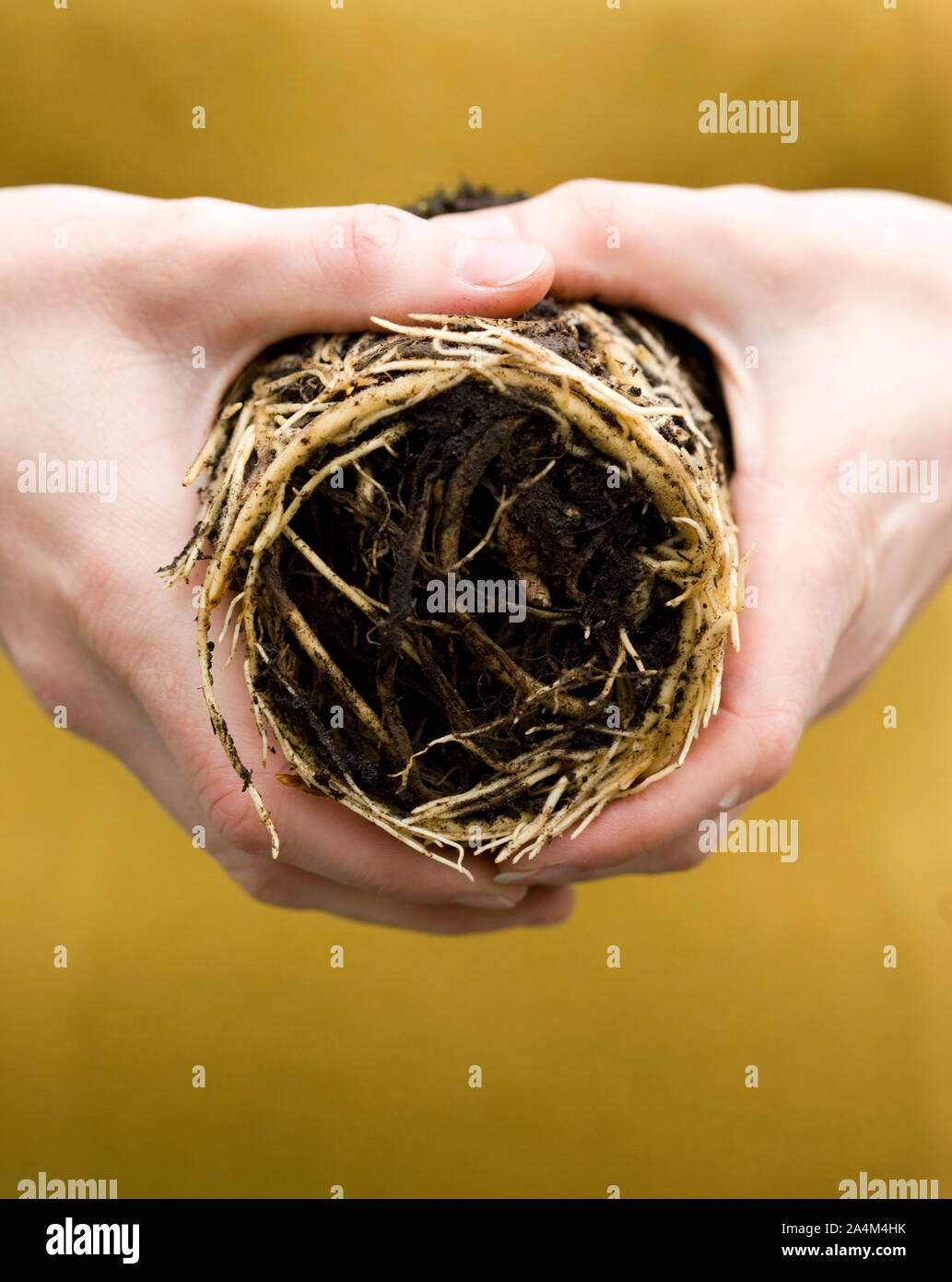 Plants growth form hi-res stock photography and images - Alamy