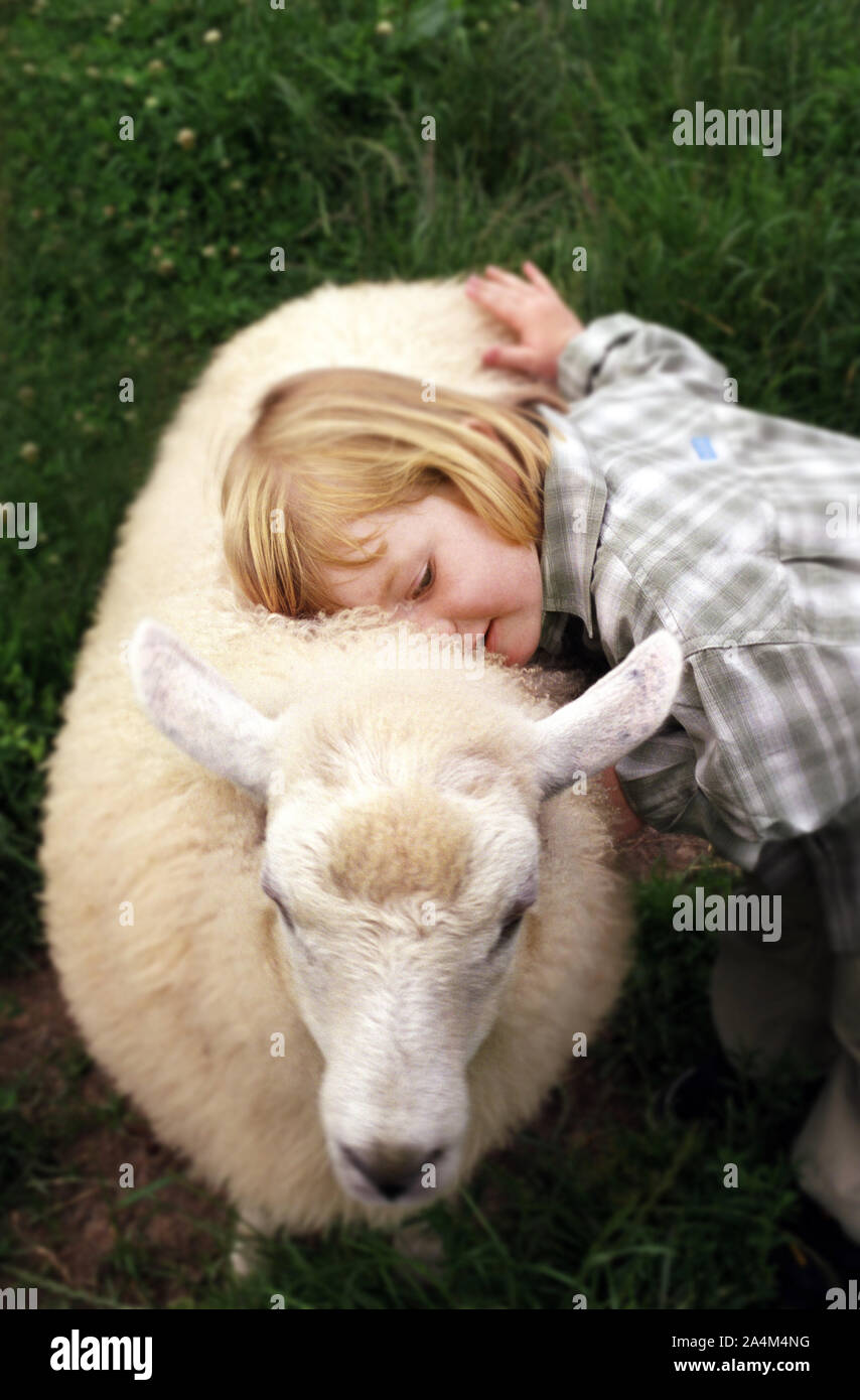 Feeling softness - a soft sheep Stock Photo - Alamy