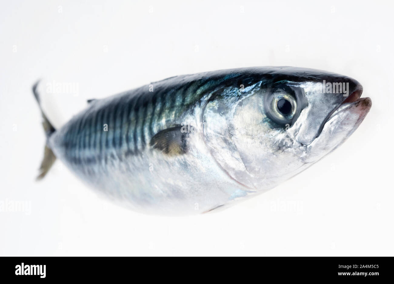 1 mackerel hi-res stock photography and images - Alamy