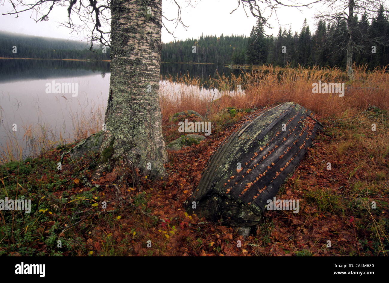 The forest Nordmarka close to Oslo Stock Photo - Alamy