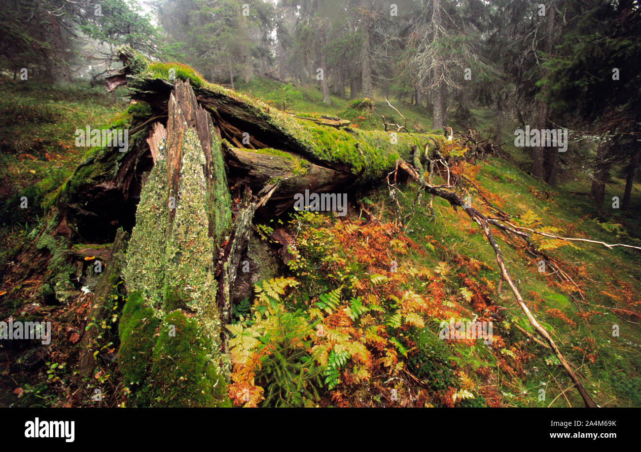 Prime nature hi-res stock photography and images - Alamy