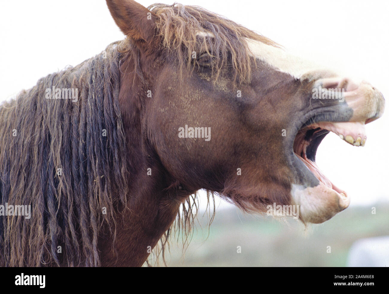 Angry horse teeth hi-res stock photography and images - Alamy