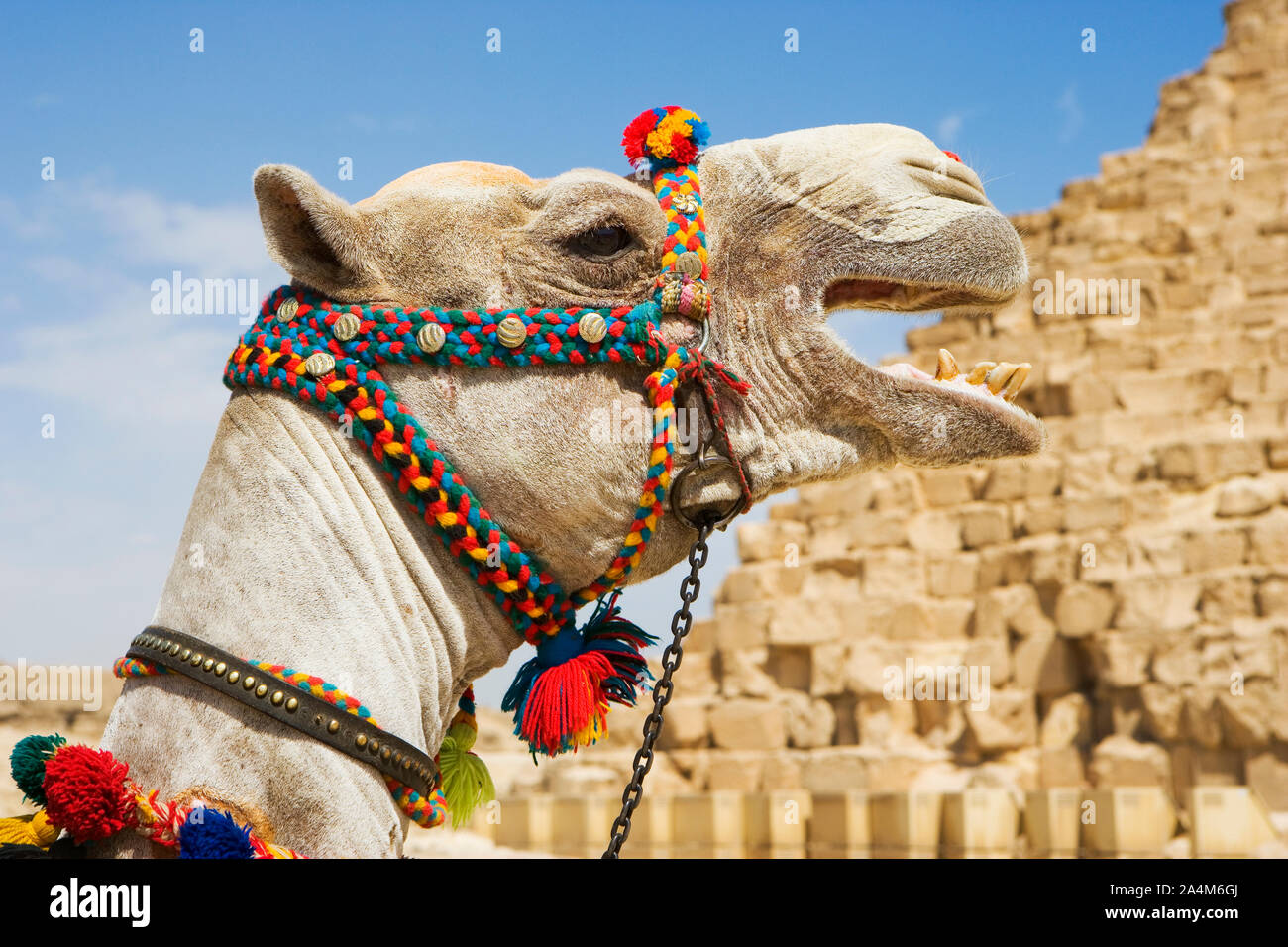A camel in Egypt Stock Photo - Alamy